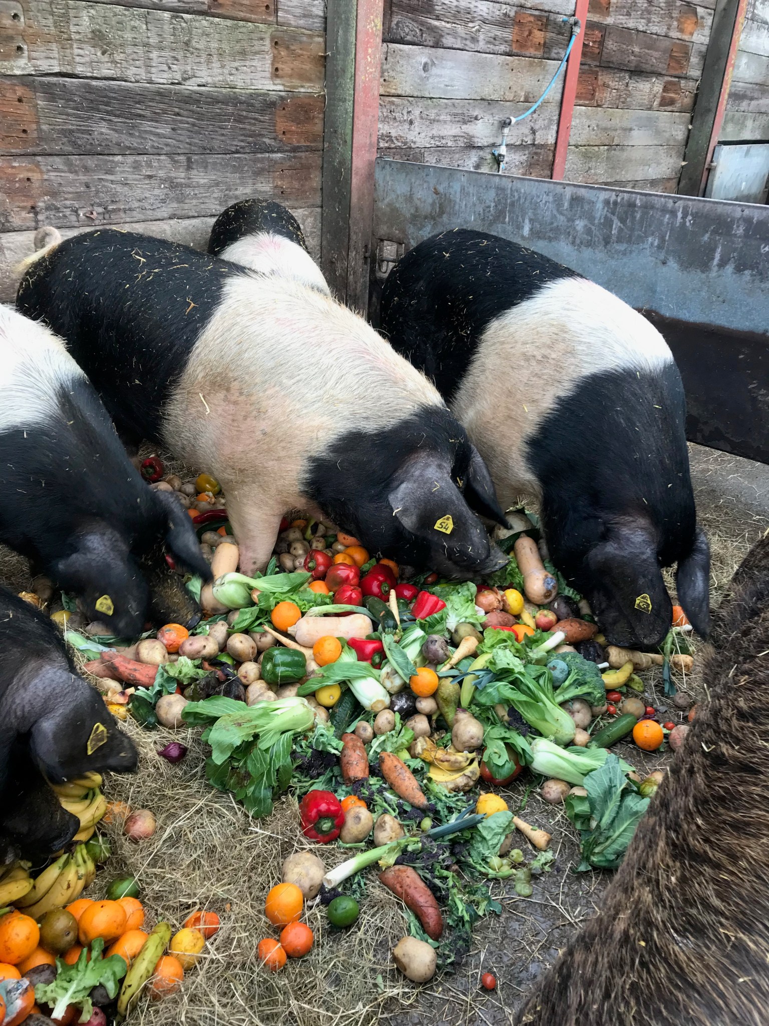 In the Area – Edible Eastbrook