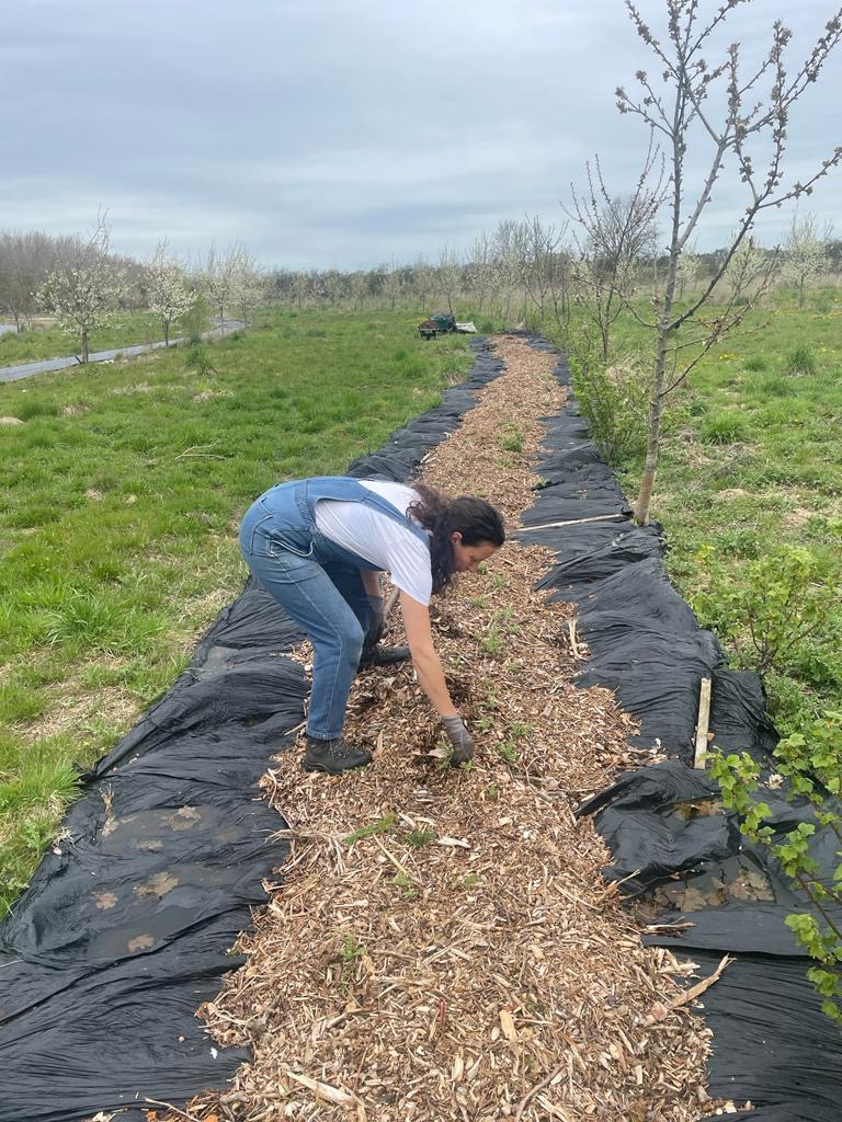 Killing grass – Edible Eastbrook